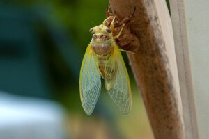 "The cicada" - Marcel Pagnol